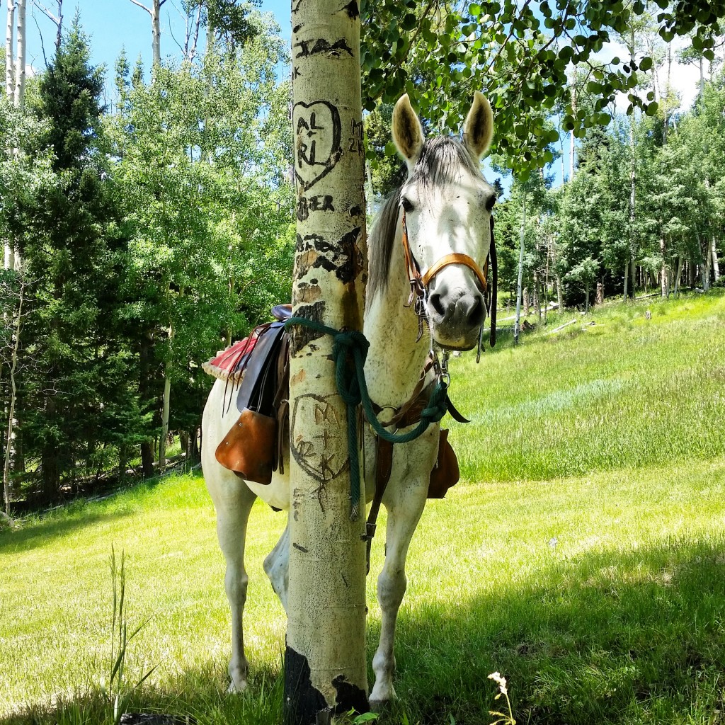Red River Stables » Trail Rides